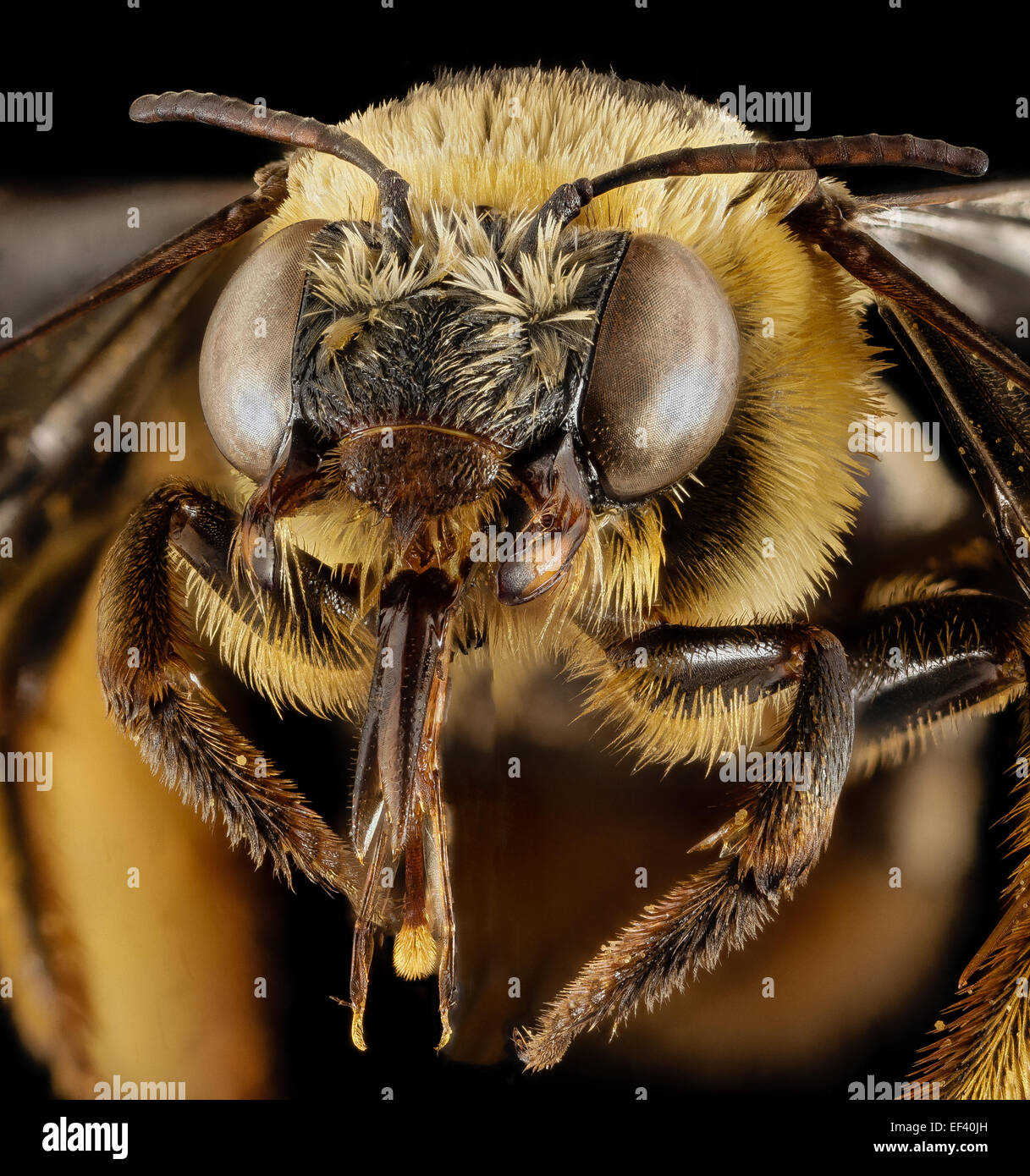 This image features a female Svastra aegis bee, captured from the front ...