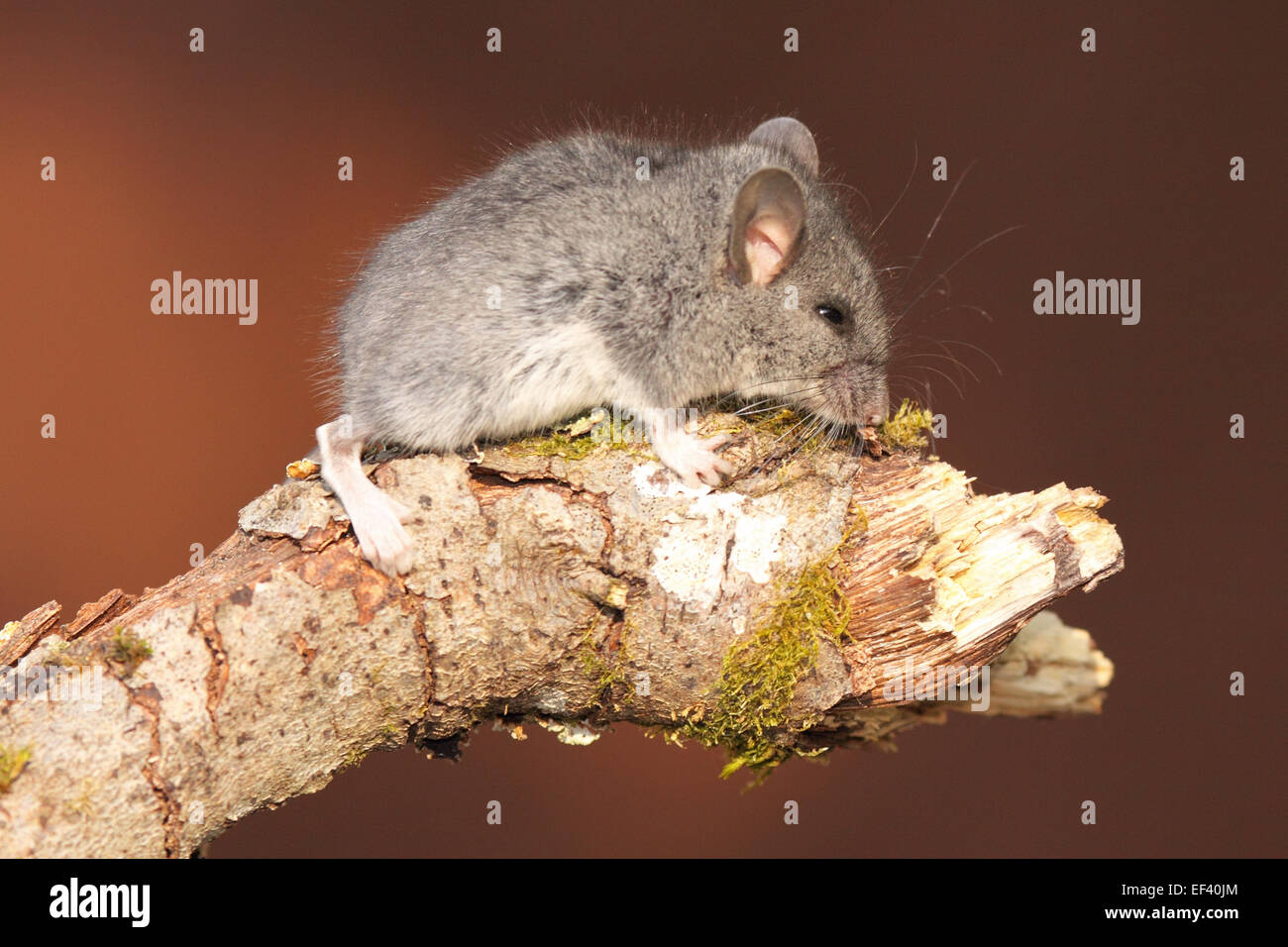 A Jumping Mouse crawling to the end of a perch Stock Photo - Alamy