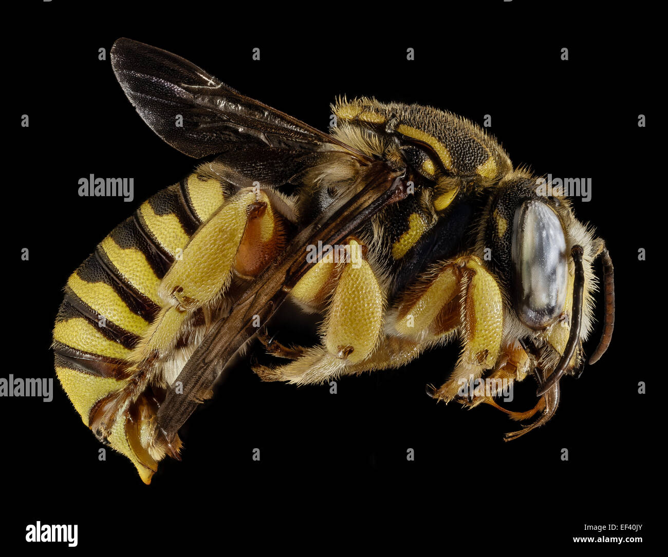 Binomial trachusa dorsalis hi-res stock photography and images - Alamy