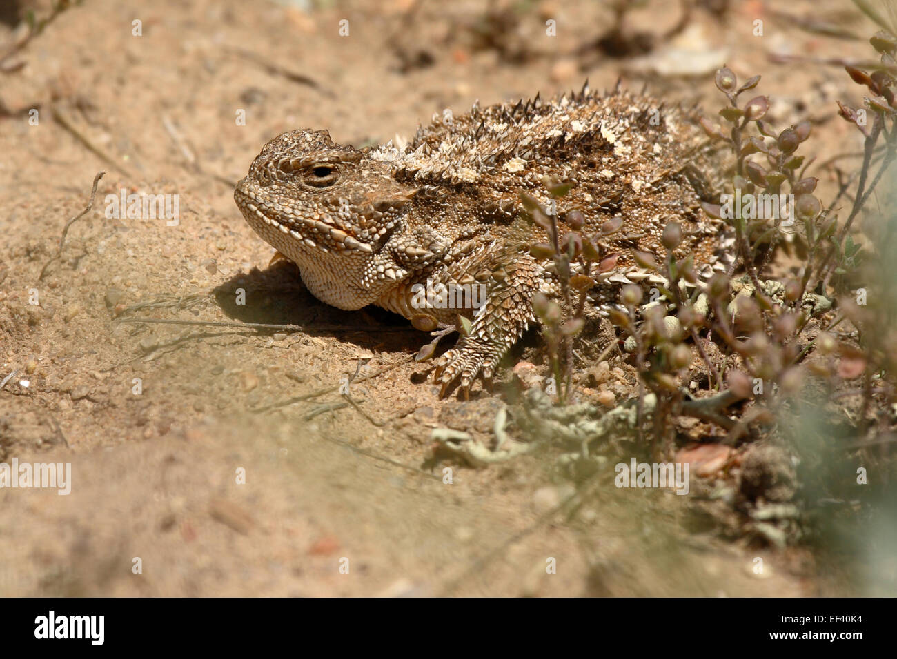 Horned toad hi-res stock photography and images - Alamy