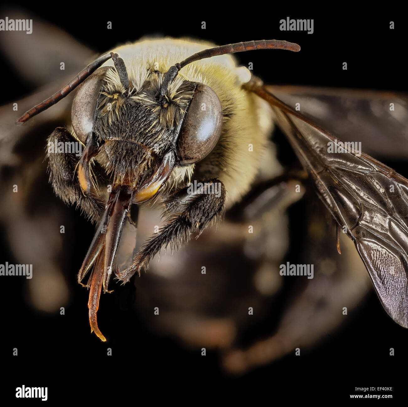 Svastra atripes atrimitra, a species of bee from Georgia, was ...