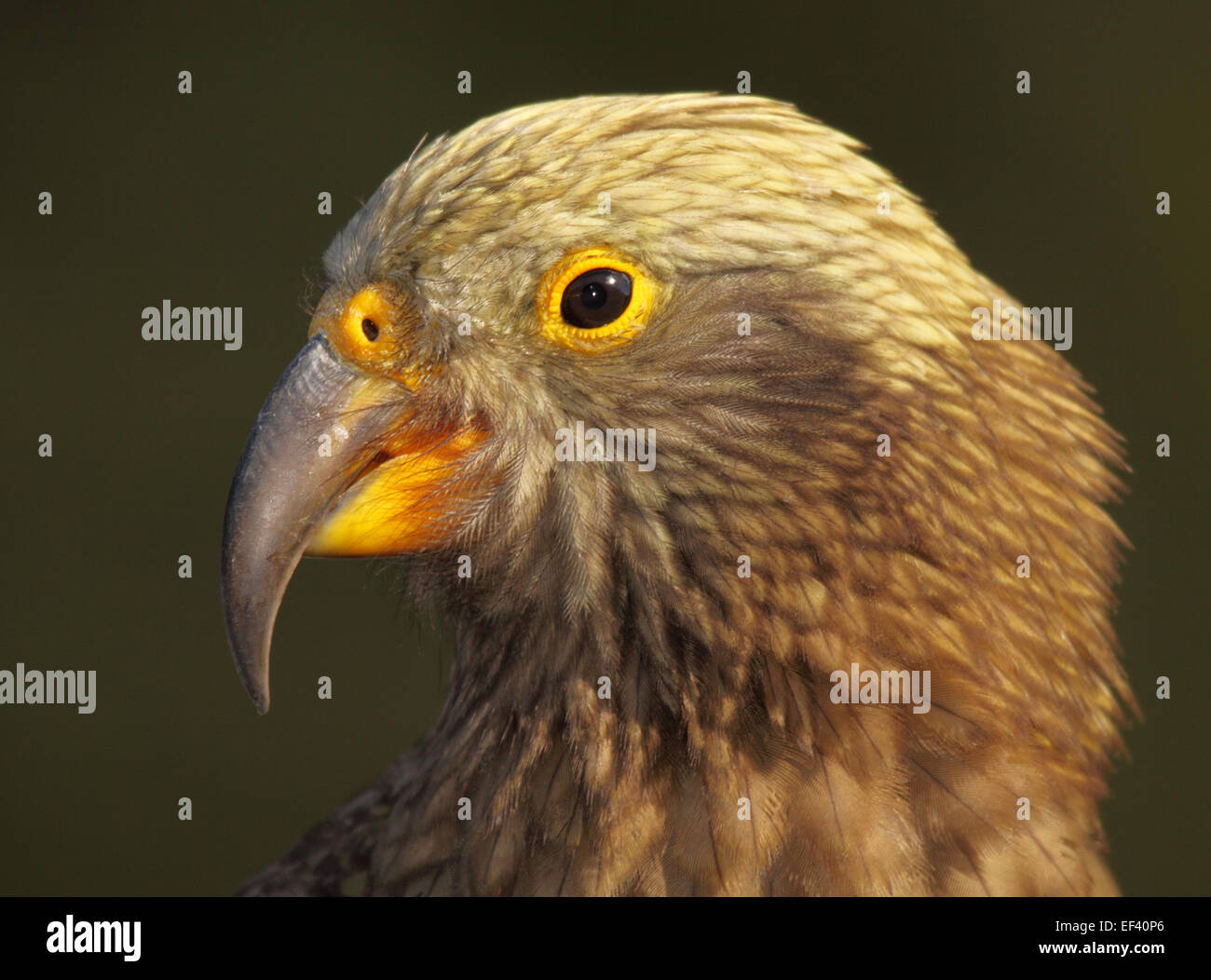 A detailed portrait of a Kea against a dark green background Stock ...