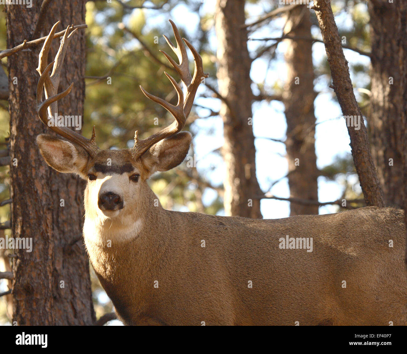 A large 15-point Mule Deer buck in a forest Stock Photo - Alamy