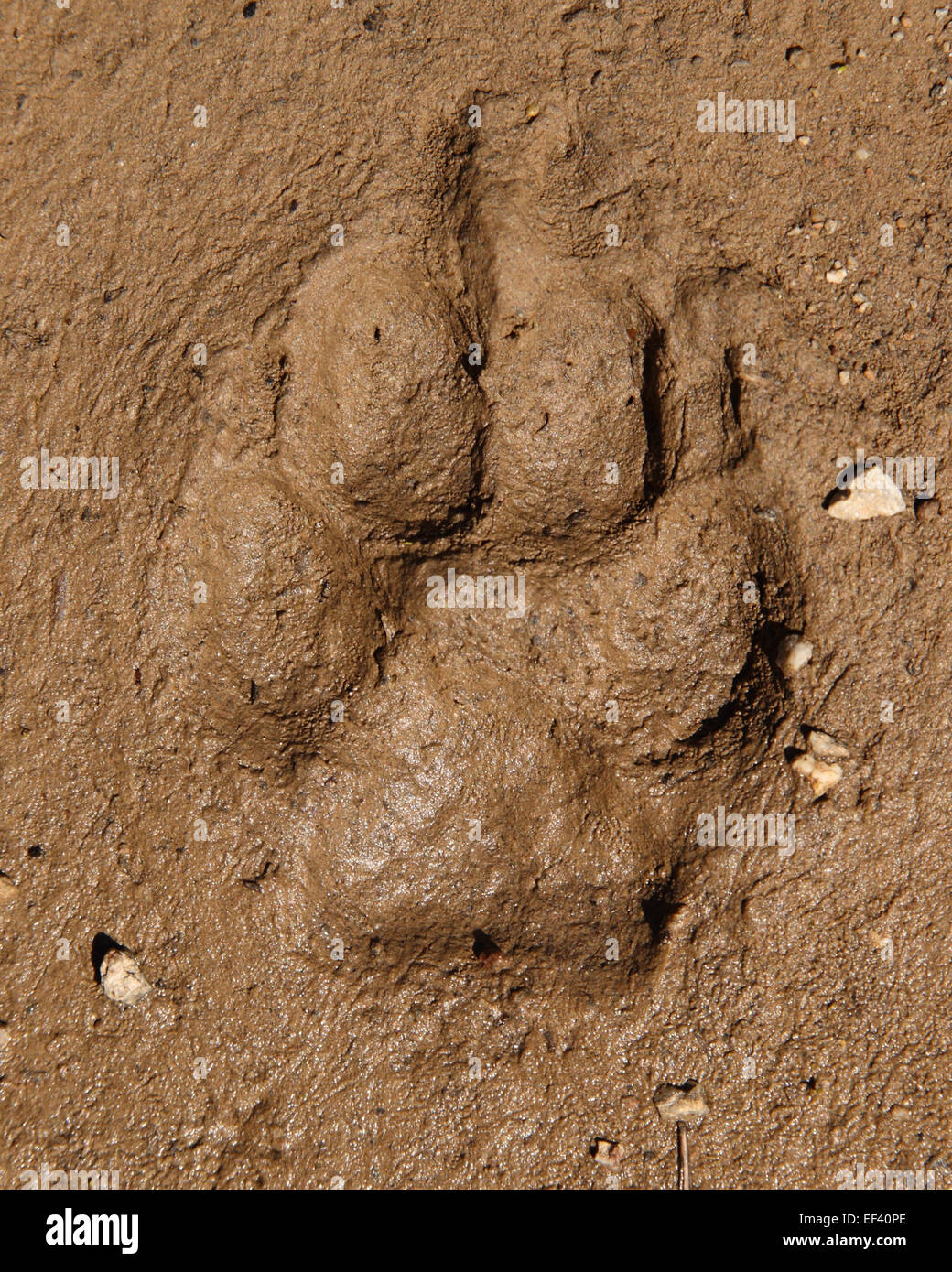 Coyote Tracks In Sand