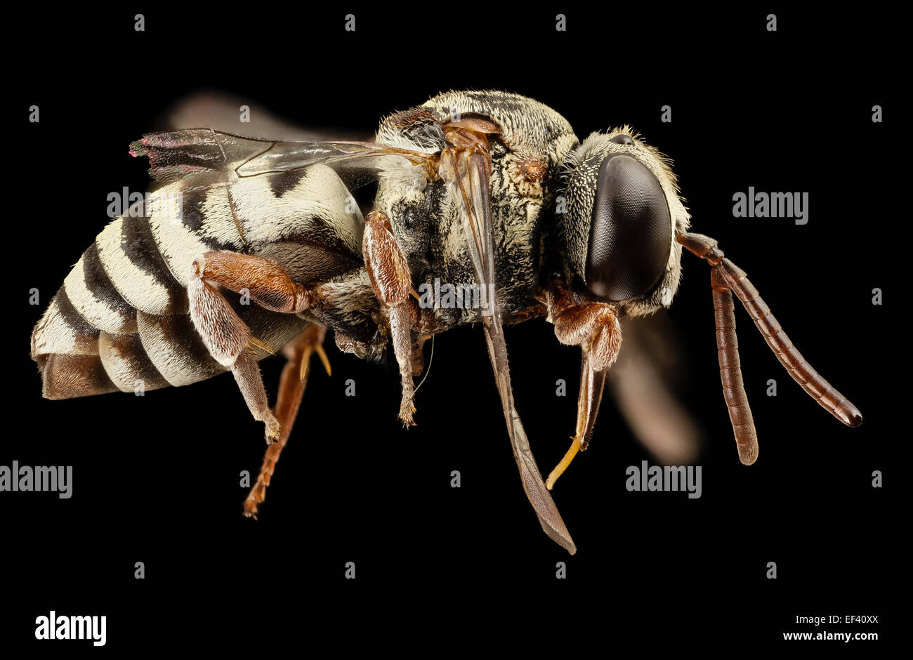 The Angel Bee (Epeolus australis), a species of cuckoo bee, was ...