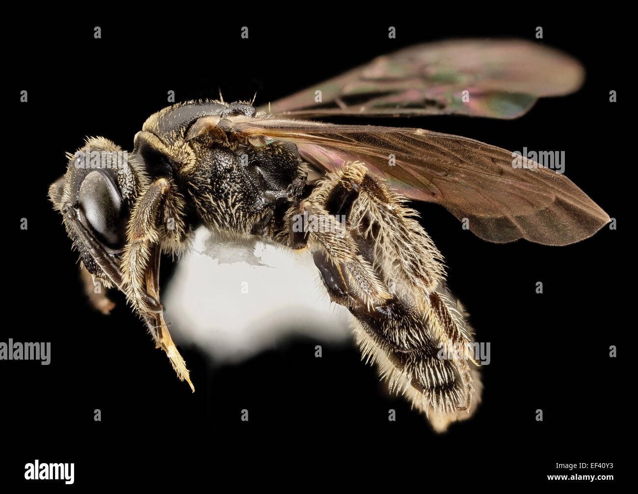 A side view of a female *Pseudopanurgus labrosiformis* bee from Baker ...