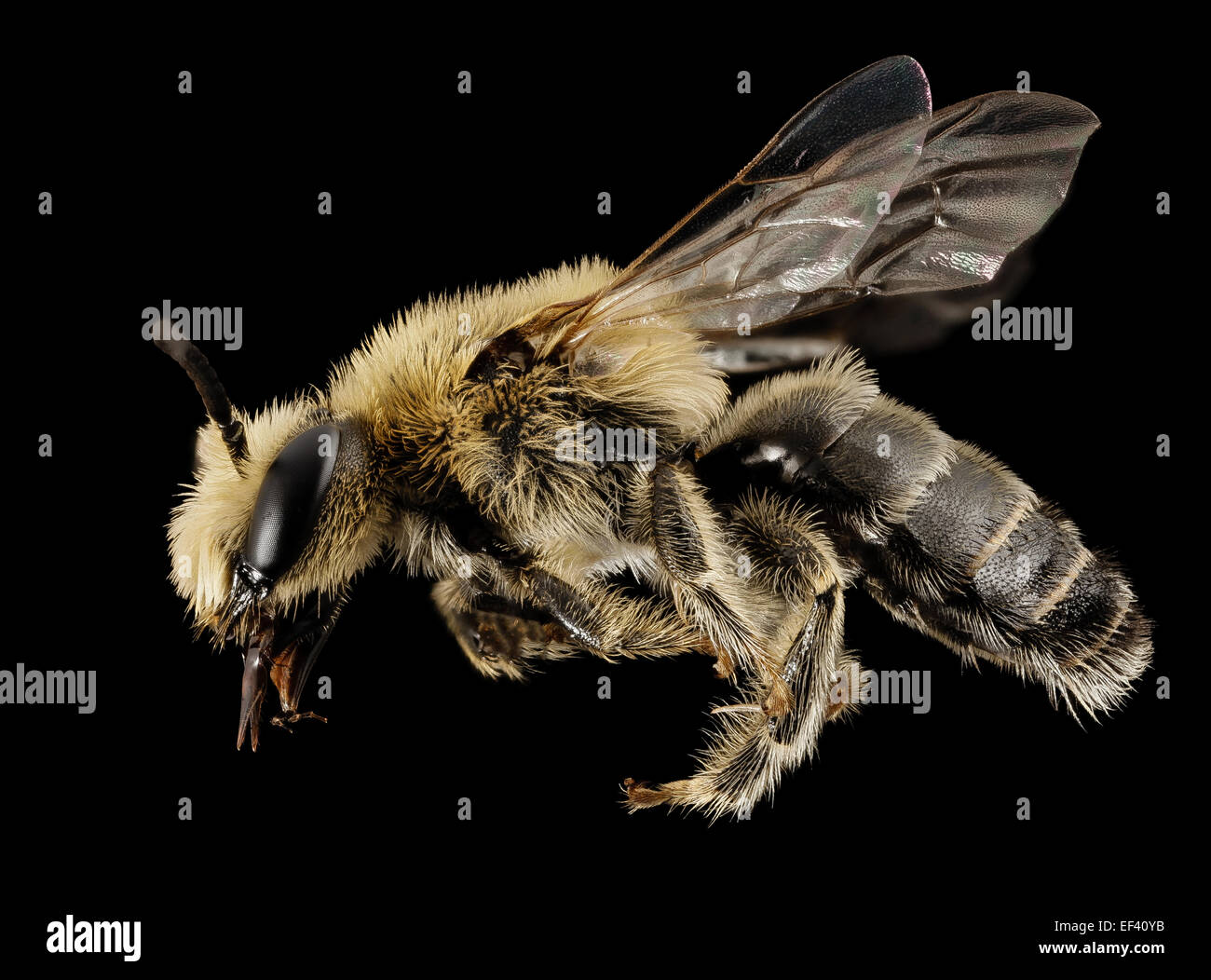 Melitta americana, a male bee from Georgia, was photographed as part of ...