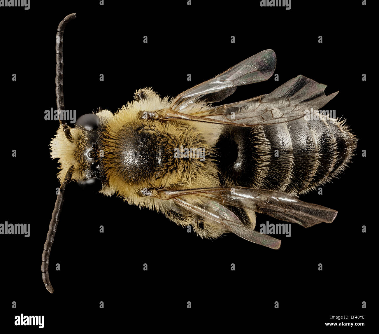 This macro photograph captures the Melitta americana, a species of bee ...