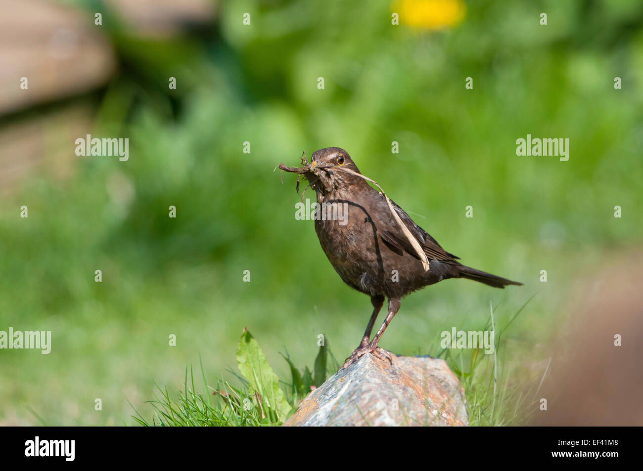 A female Blackbird gathers nesting material in spring, Hastings, East ...