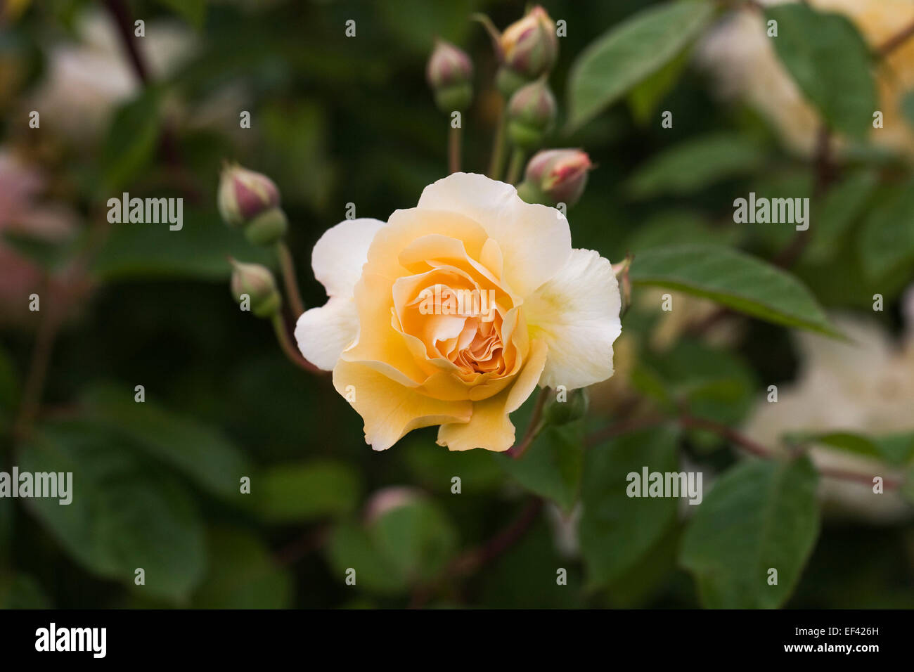 Yellow Rose portrait Stock Photo - Alamy