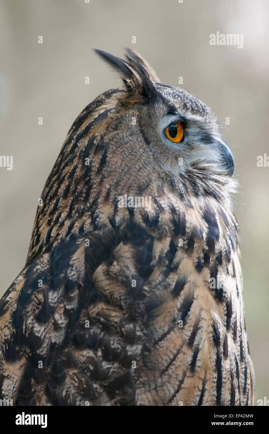 East european wildlife hi-res stock photography and images - Alamy