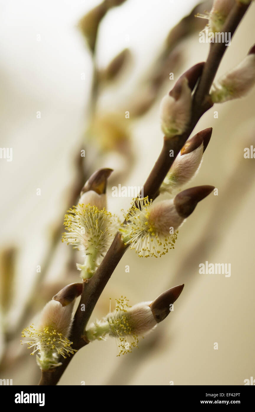 Salix tree flowers. Emerging young catkins Stock Photo - Alamy