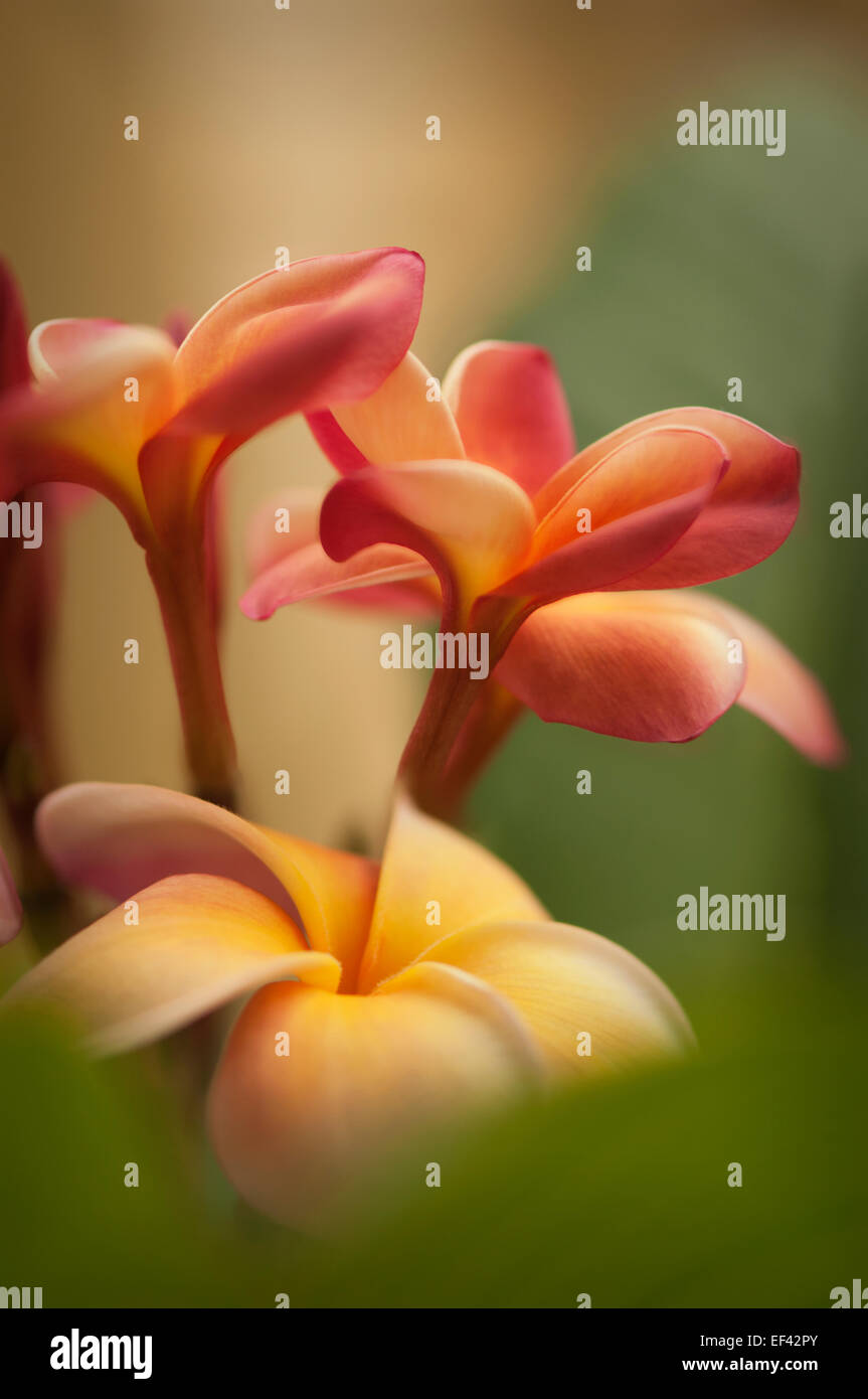 Plumeria rubra. Dogbane family plant, Apocynaceae Stock Photo - Alamy