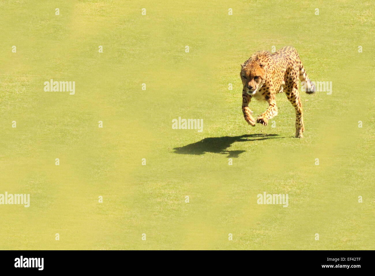 Cheetah running hi-res stock photography and images - Alamy