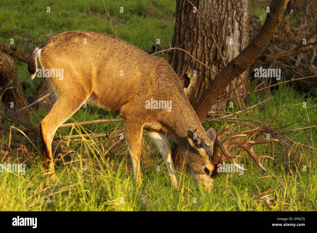 A Black-tailed Deer buck feeding in a field at sunset Stock Photo - Alamy