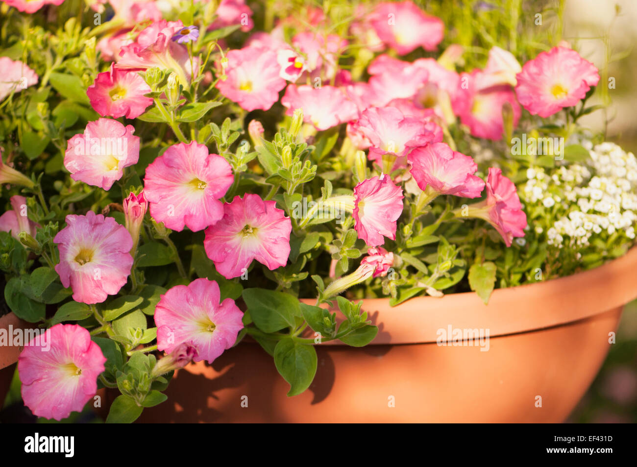 Petunia easy wave hi-res stock photography and images - Alamy
