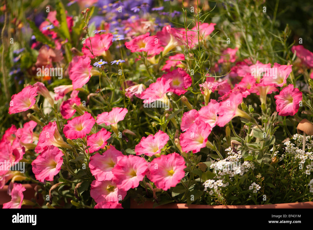 Petunia atkinsiana lavender hi-res stock photography and images - Alamy