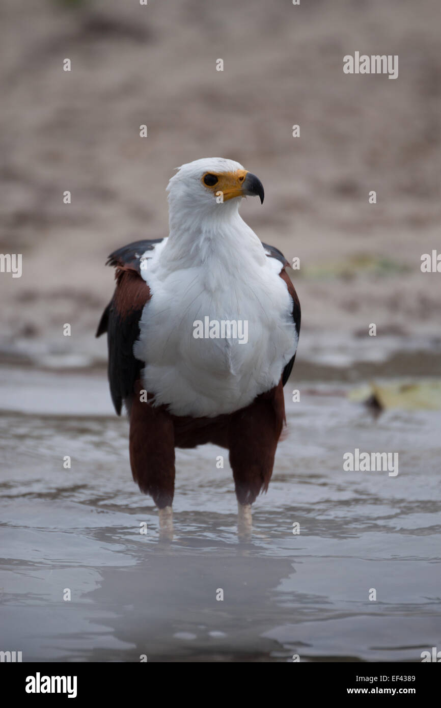 African Fish Eagle Stock Photo - Alamy