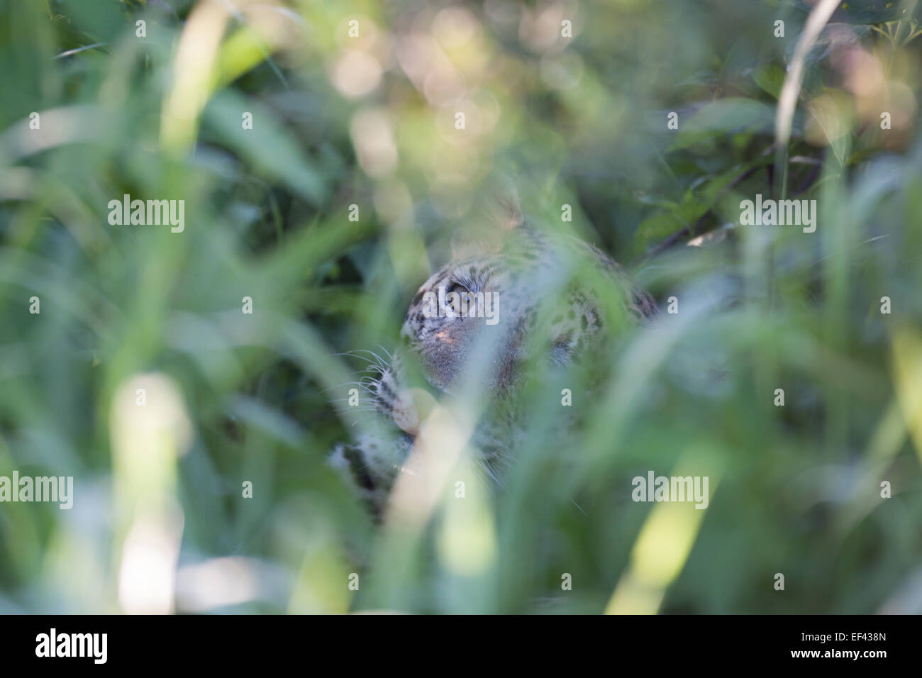 African Leopard winks through bushes Stock Photo - Alamy