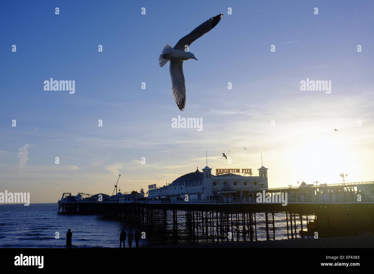 A seagull flies past Brighton pier at sunset Stock Photo - Alamy