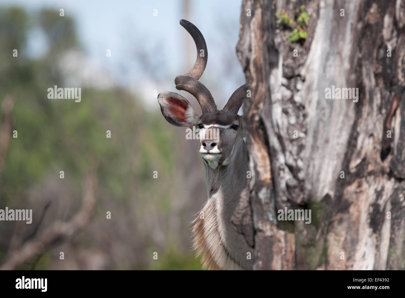 Kudu Behind Tree High Resolution Stock Photography and Images - Alamy