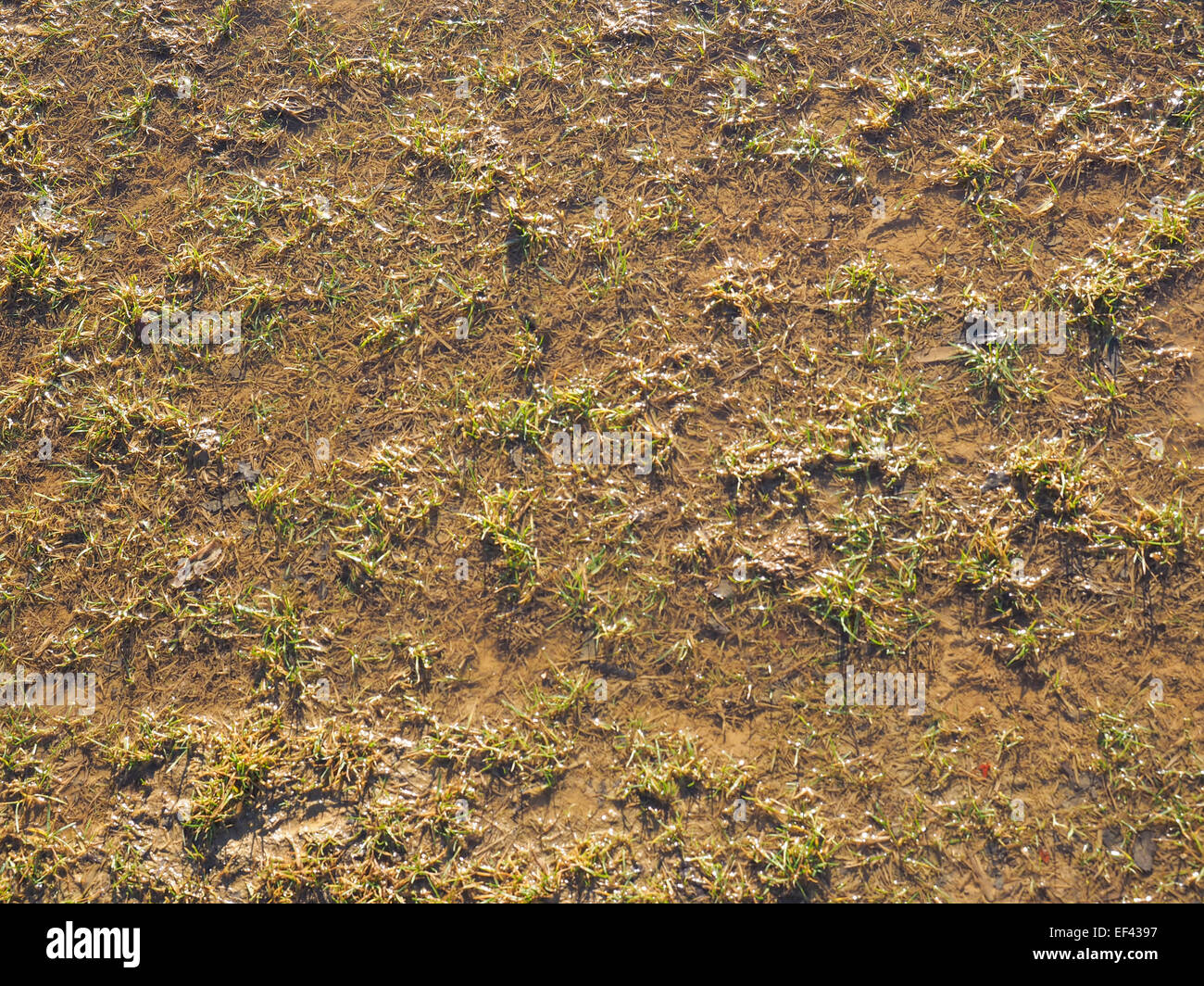 Wetland marsh land useful as background Stock Photo - Alamy