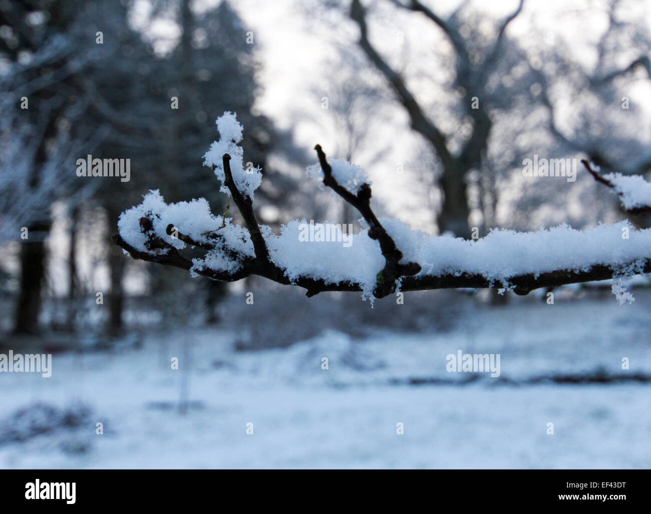 Scotland winter snowy tree hi-res stock photography and images - Alamy