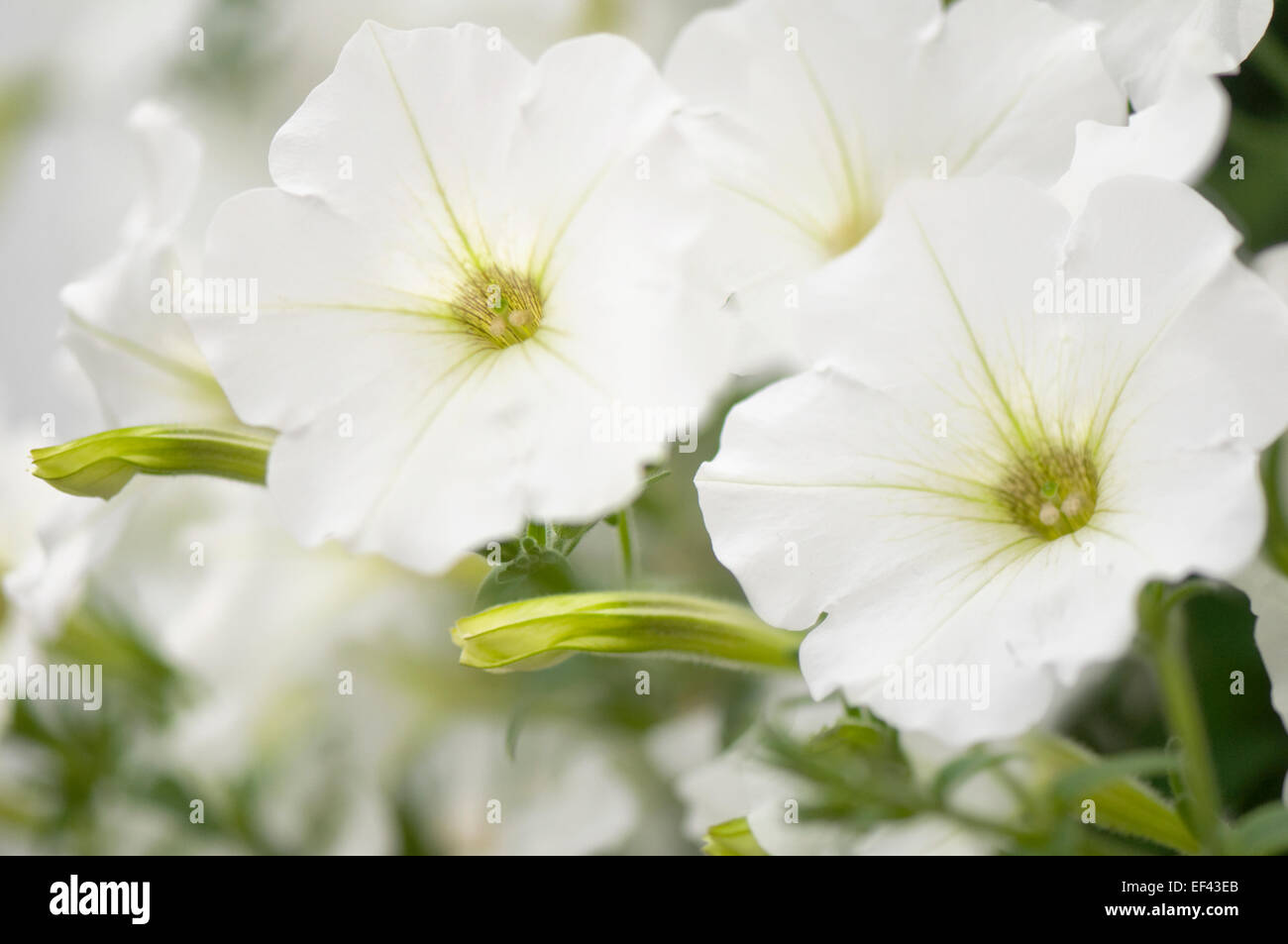 Petunia White Ray. Petunia hybrid, Petuni hybrida, Petunia x atkinsiana ...