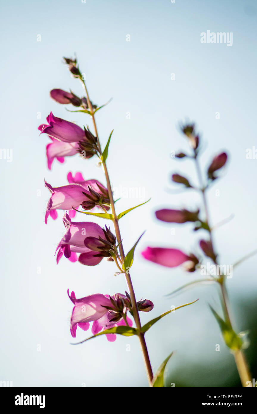 Penstemon in bloom in cottage garden Stock Photo - Alamy
