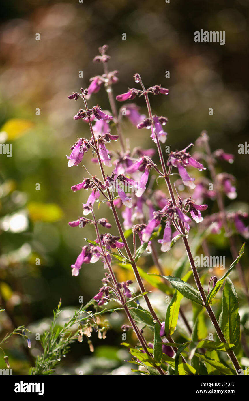 Penstemon flower plant in full bloom, cottage garden perennials ...