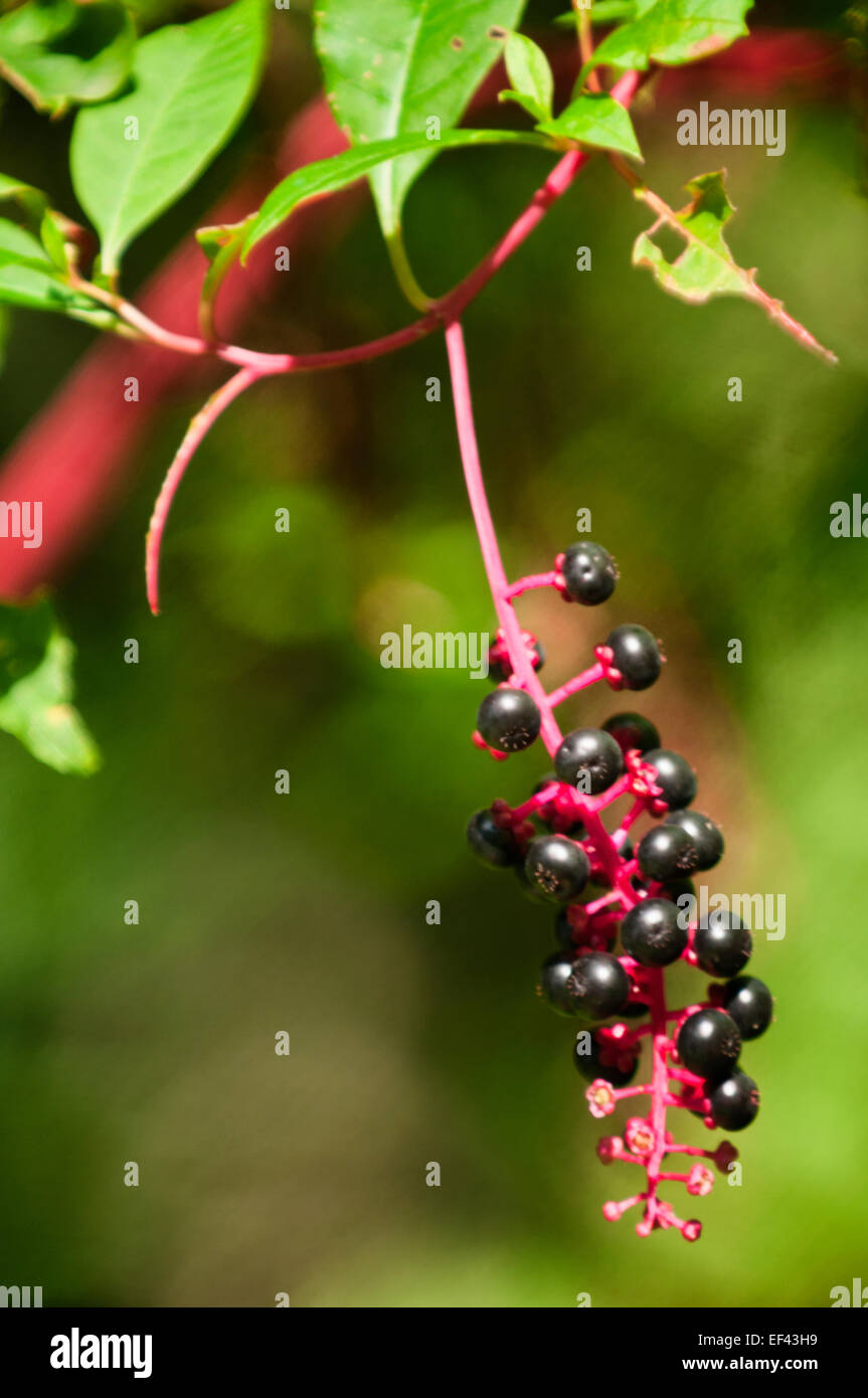 Shang lu hi-res stock photography and images - Alamy