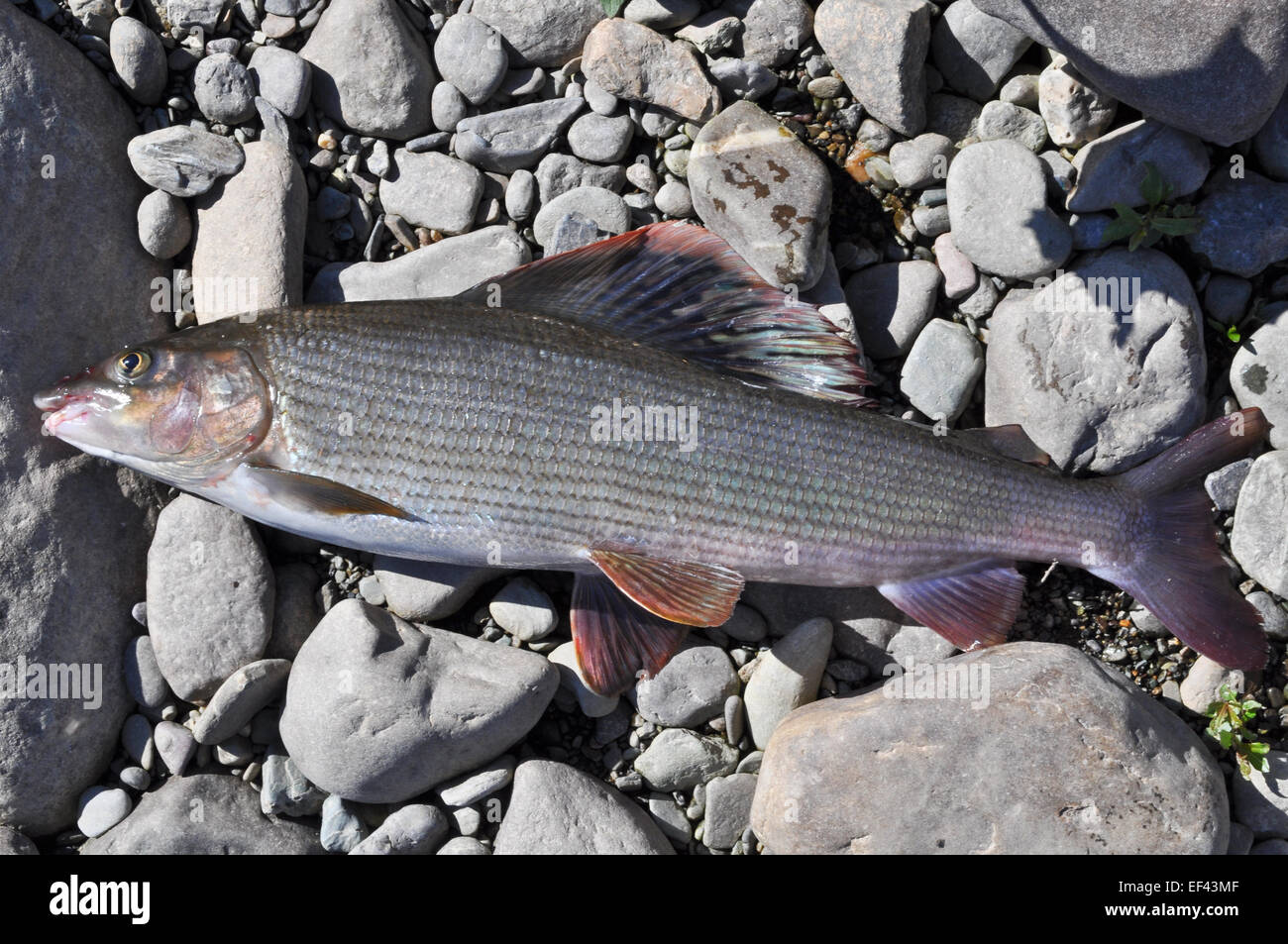 European grayling. Production of a fisherman on the Ural river - birch ...