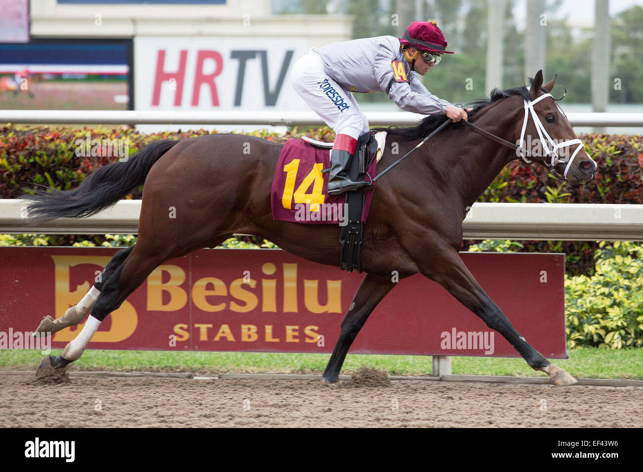Al shaqab horse hi-res stock photography and images - Alamy