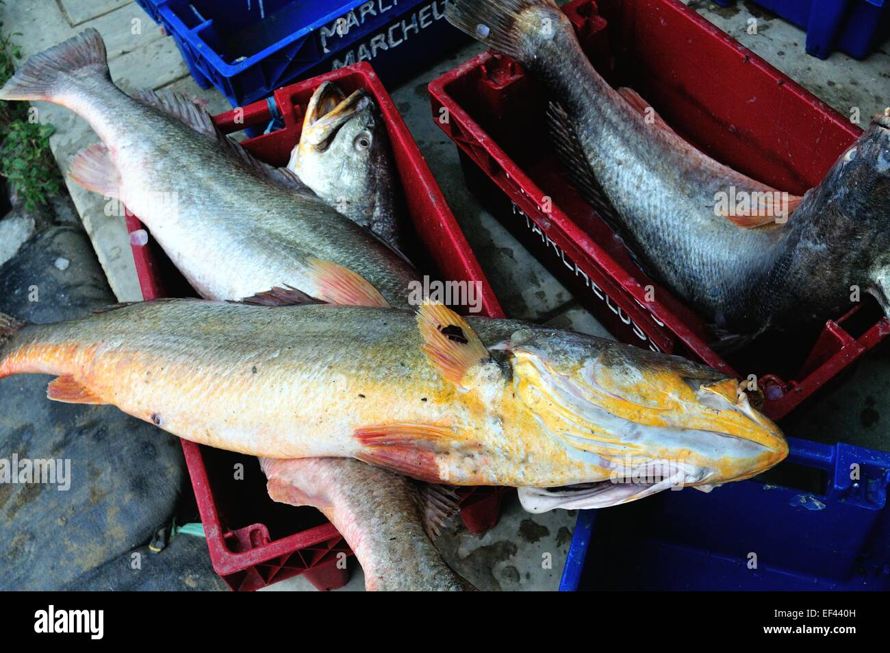 Cherela fish - Port in PUERTO PIZARRO. Department of Tumbes .PERU Stock ...
