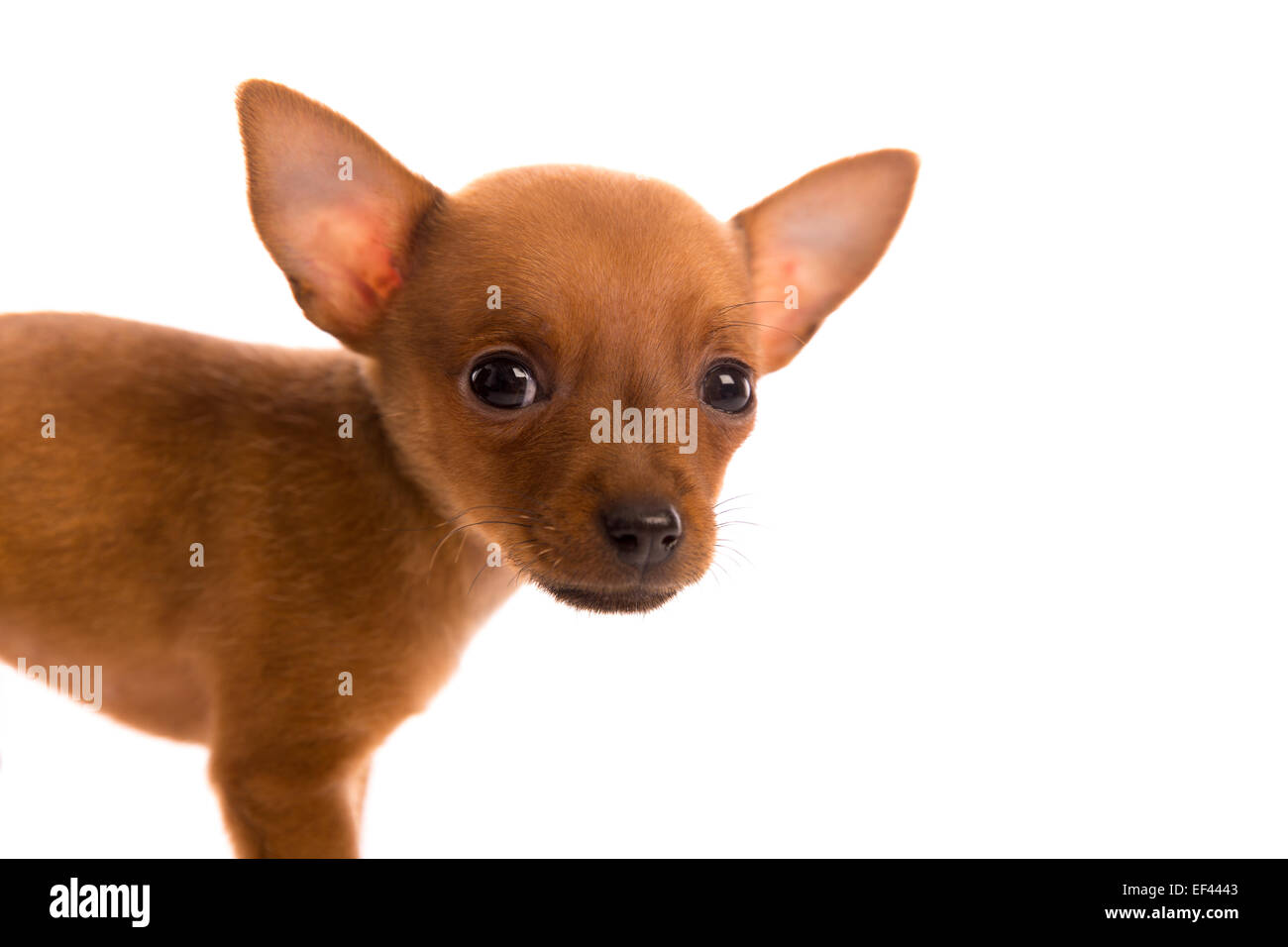Chihuahua puppy pet dog doggy portrait on white background Stock Photo ...