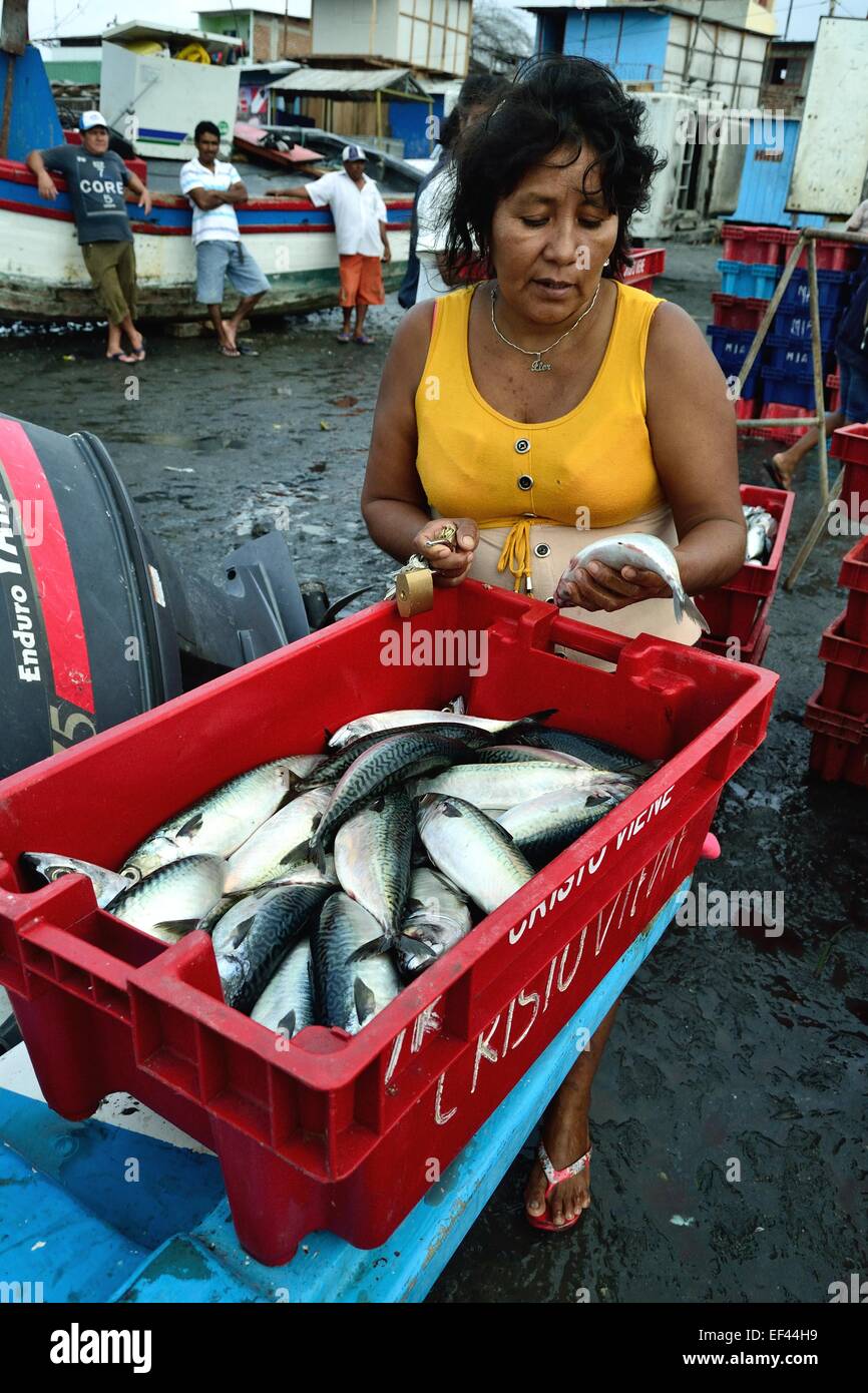 Caballa fish - Port in PUERTO PIZARRO. Department of Tumbes .PERU Stock ...