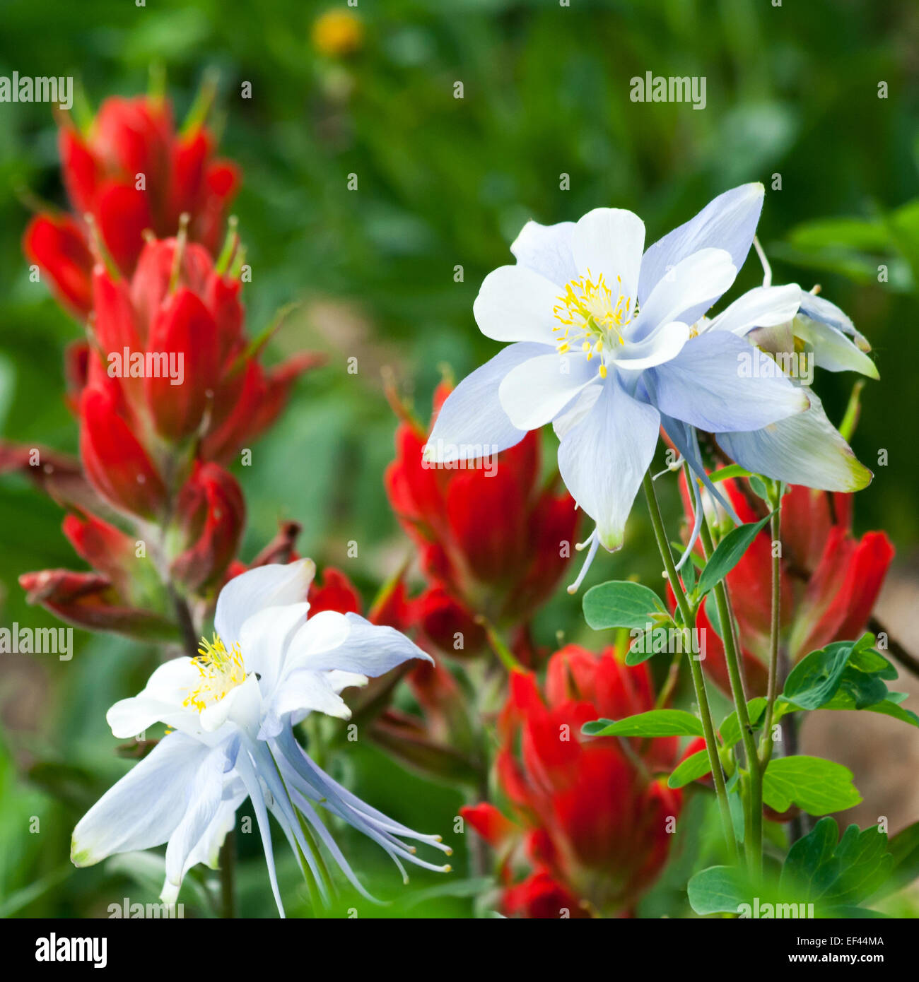 Columbine and Indian Paintbrush, Summer Wildflowers Bloming in the ...