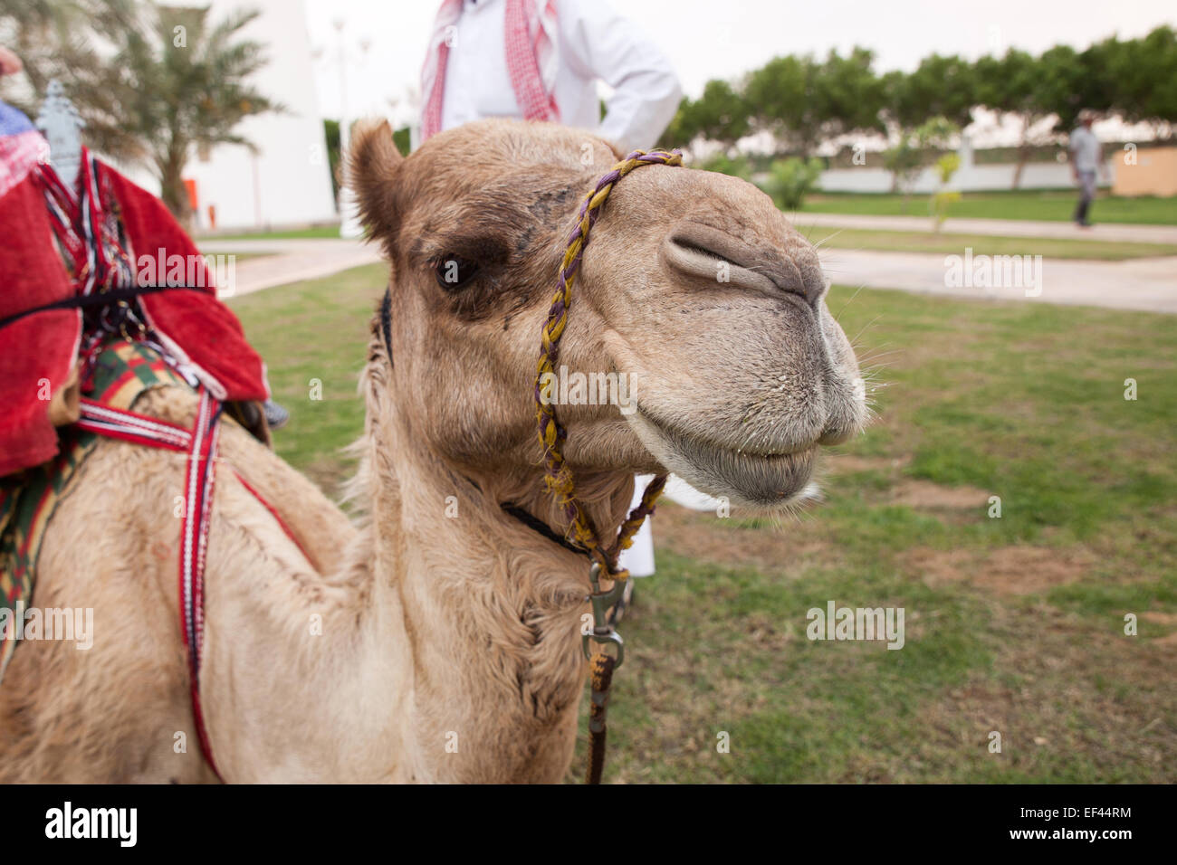 Desert portrait hi-res stock photography and images - Alamy