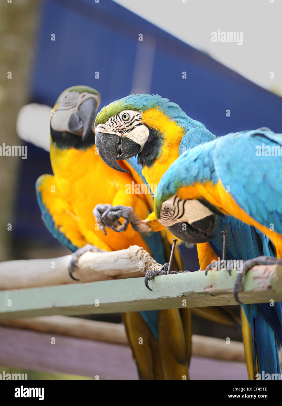 Beautiful colorful macaw parrots on a large branch Stock Photo - Alamy