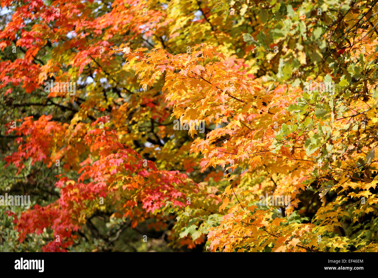 background autumn trees Stock Photo - Alamy
