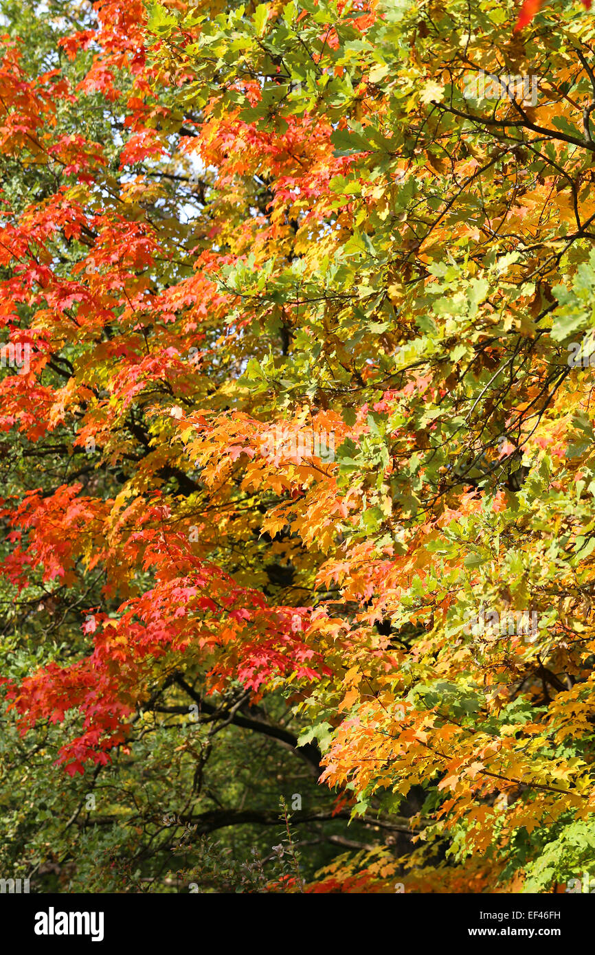 background autumn trees Stock Photo - Alamy