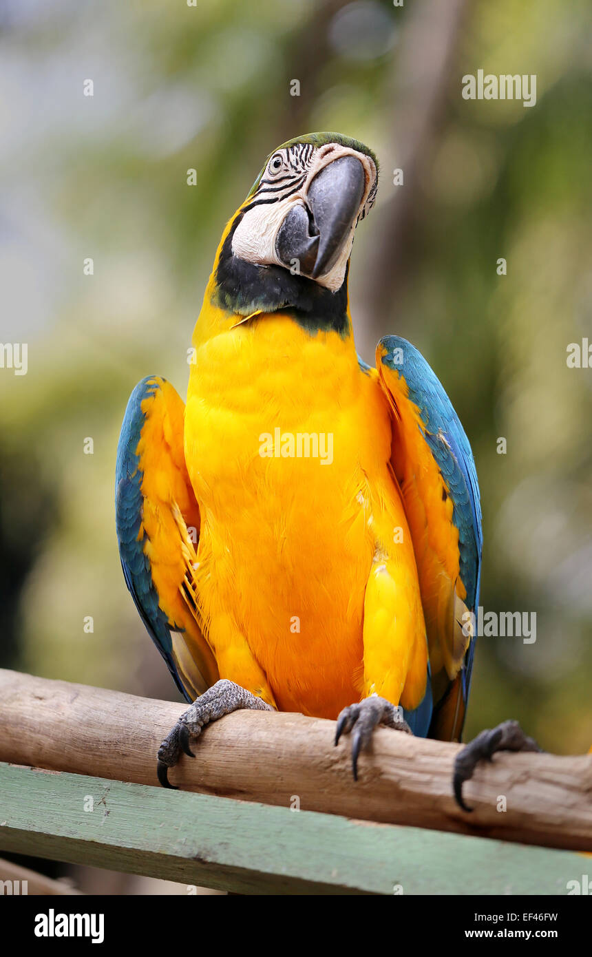 Beautiful colorful macaw parrot on a large branch Stock Photo - Alamy