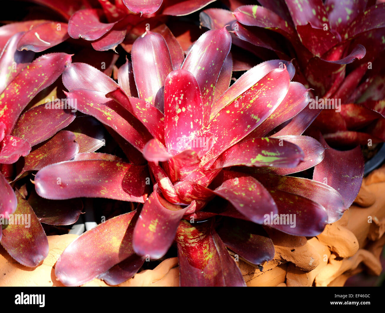 beautiful a bright maroon the Bromeliad garden Stock Photo - Alamy beautiful a bright maroon the Bromeliad garden Stock Photo - Alamy