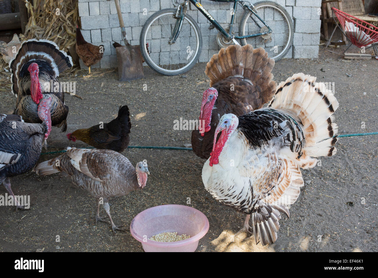 Mexico and turkey hi-res stock photography and images - Alamy