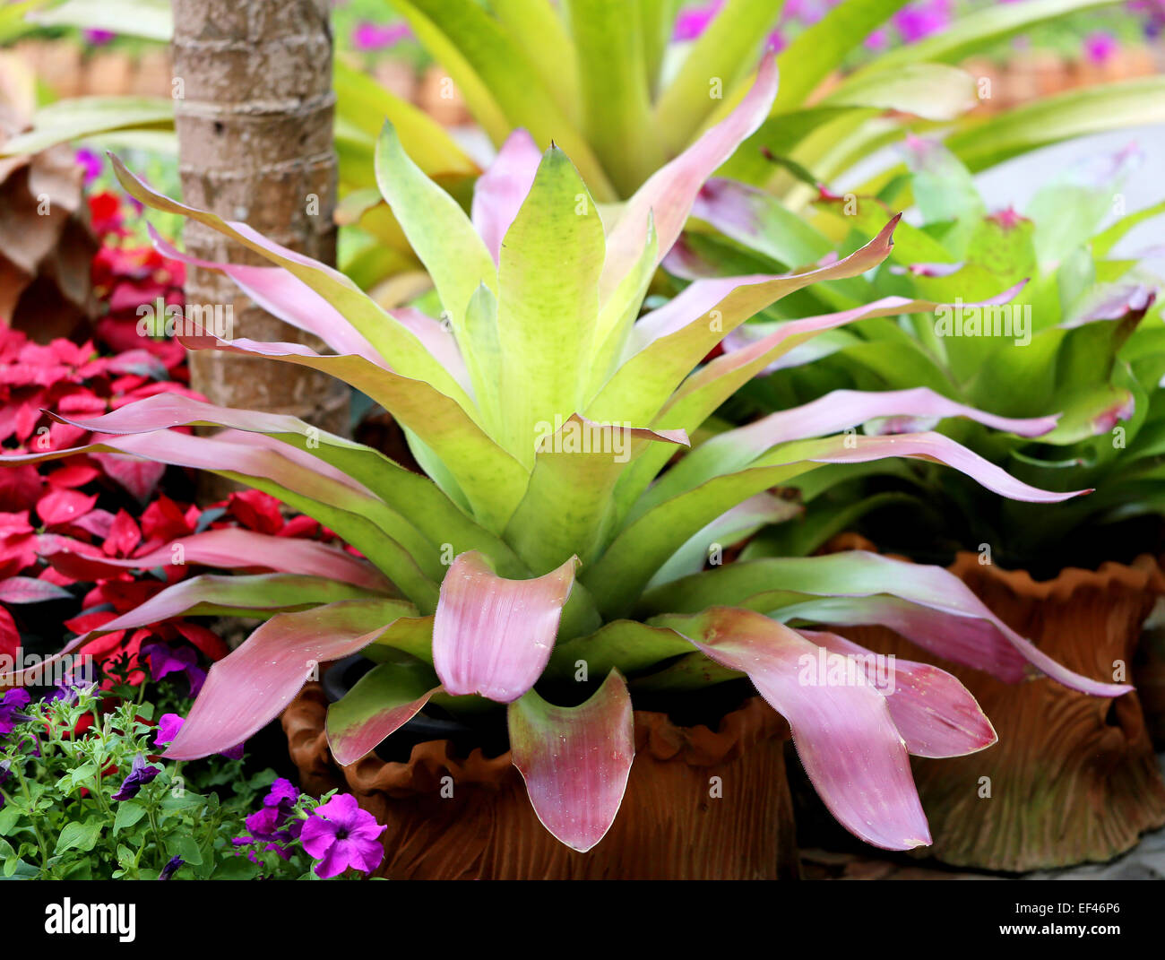 lovely a bright green macro Bromeliad Stock Photo - Alamy lovely a bright green macro Bromeliad Stock Photo - Alamy