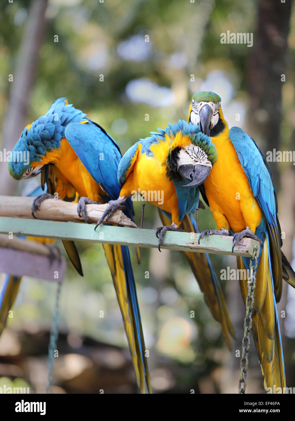 Beautiful colorful macaw parrots on a large branch Stock Photo - Alamy