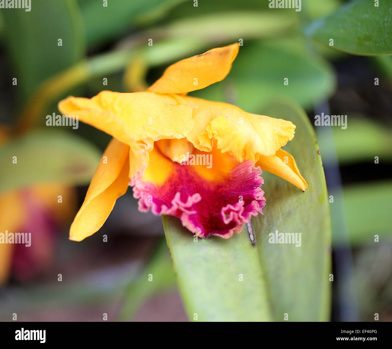 Beautiful bright yellow unusual orchids in the garden Stock Photo - Alamy