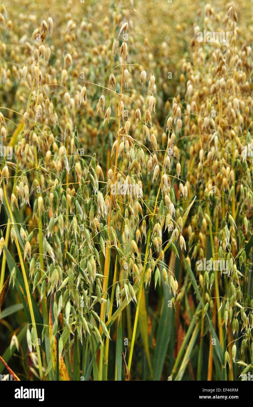 A crop of Ripening Oats - Avena sativa Stock Photo - Alamy
