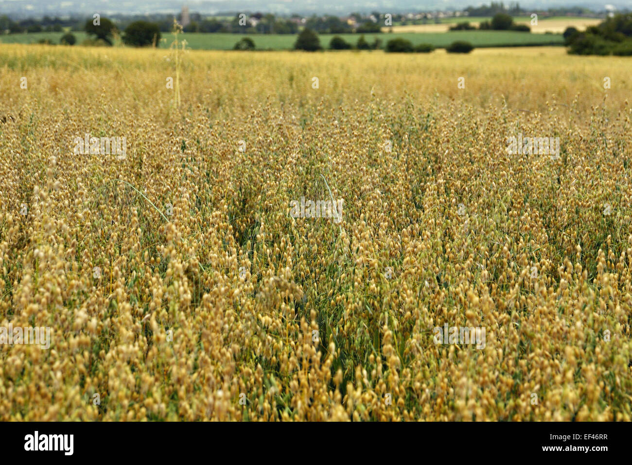 A crop of Ripening Oats - Avena sativa Stock Photo - Alamy
