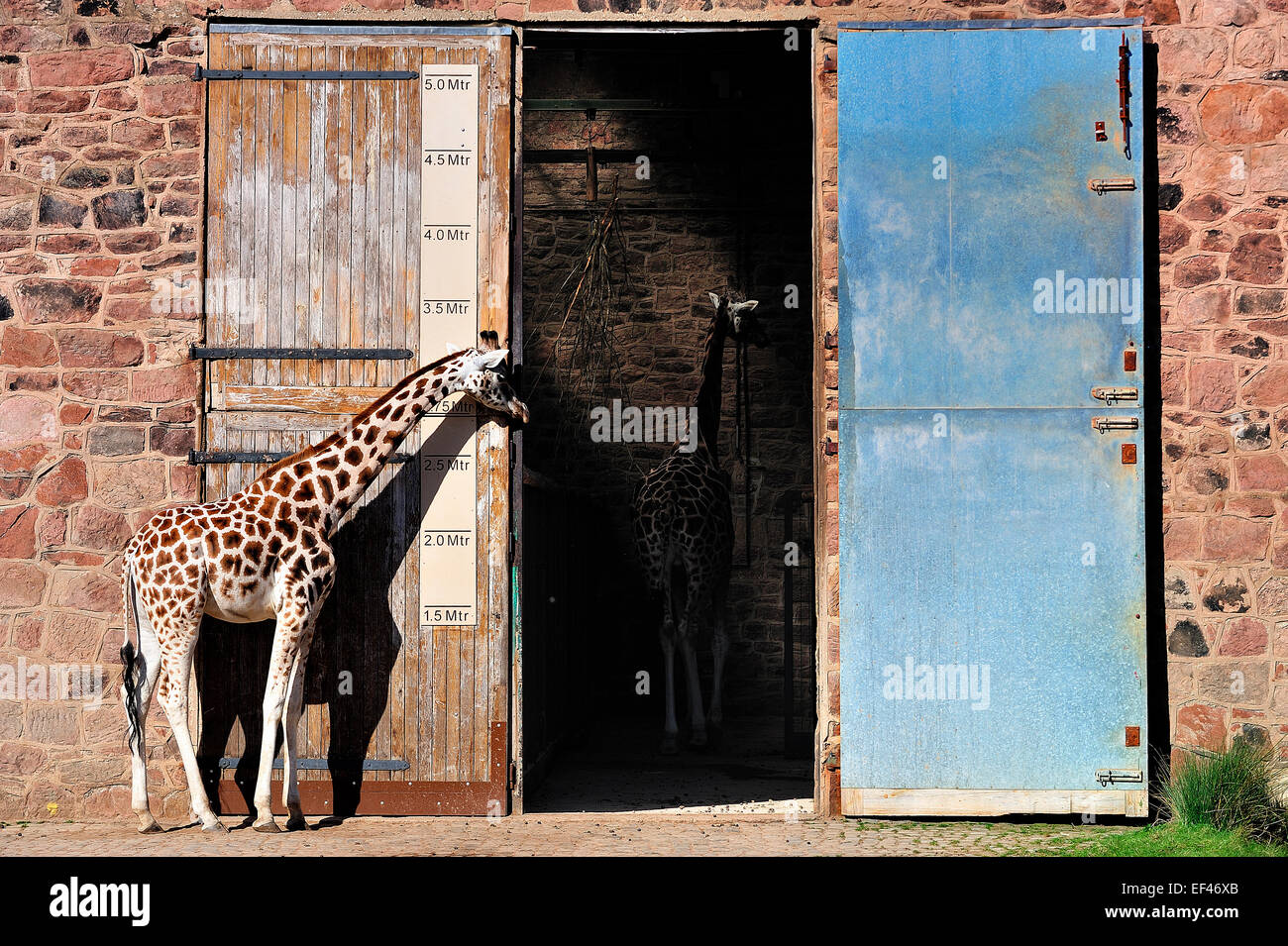 A giraffe stands by a height stick at Chester zoo. Another giraffe is ...